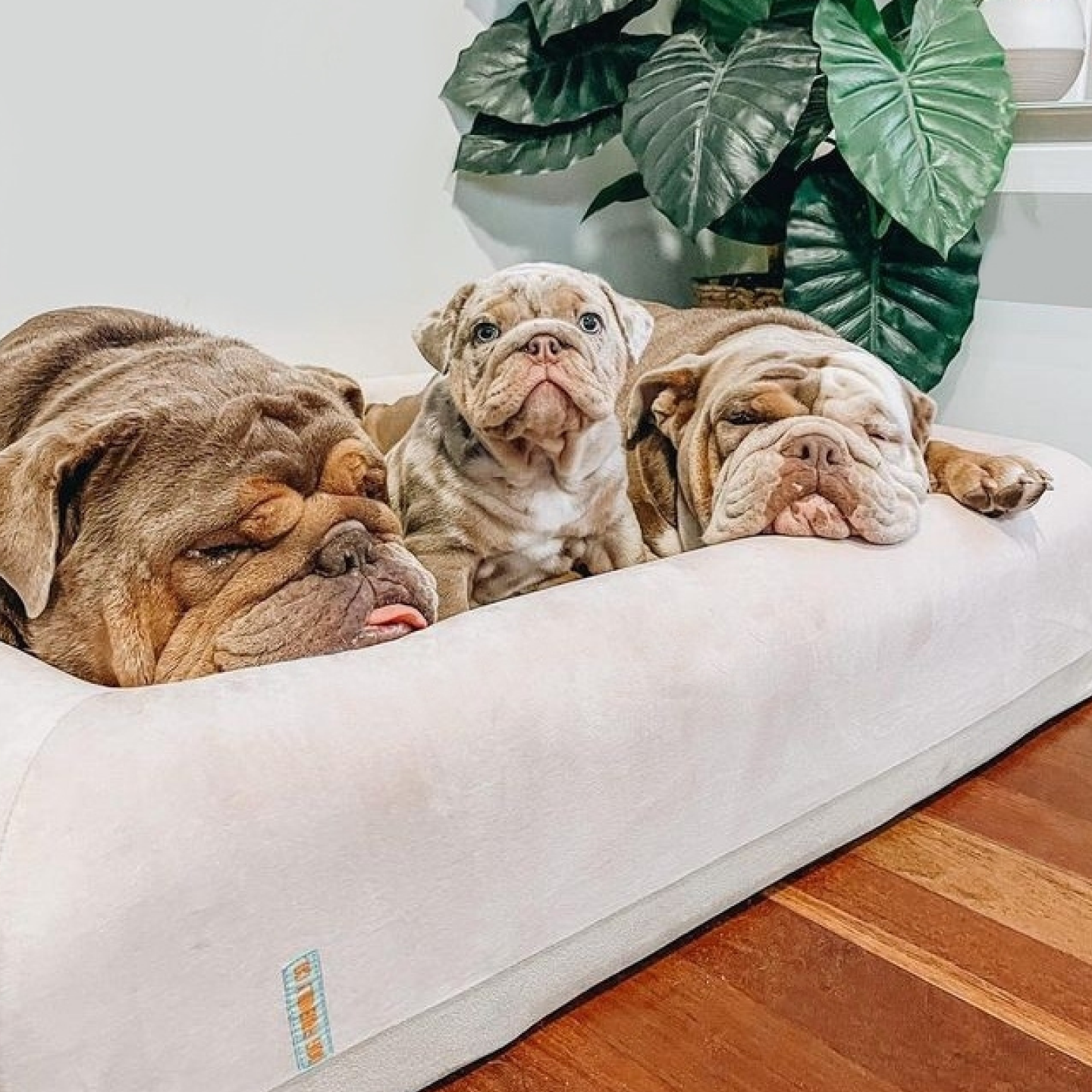 Lights On or Off? How Lighting Affects Your Dog’s Sleep – Dog Friendly ...