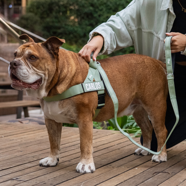 To Leash or Not to Leash? What Your Dog Really Thinks – Dog Friendly Co. CA