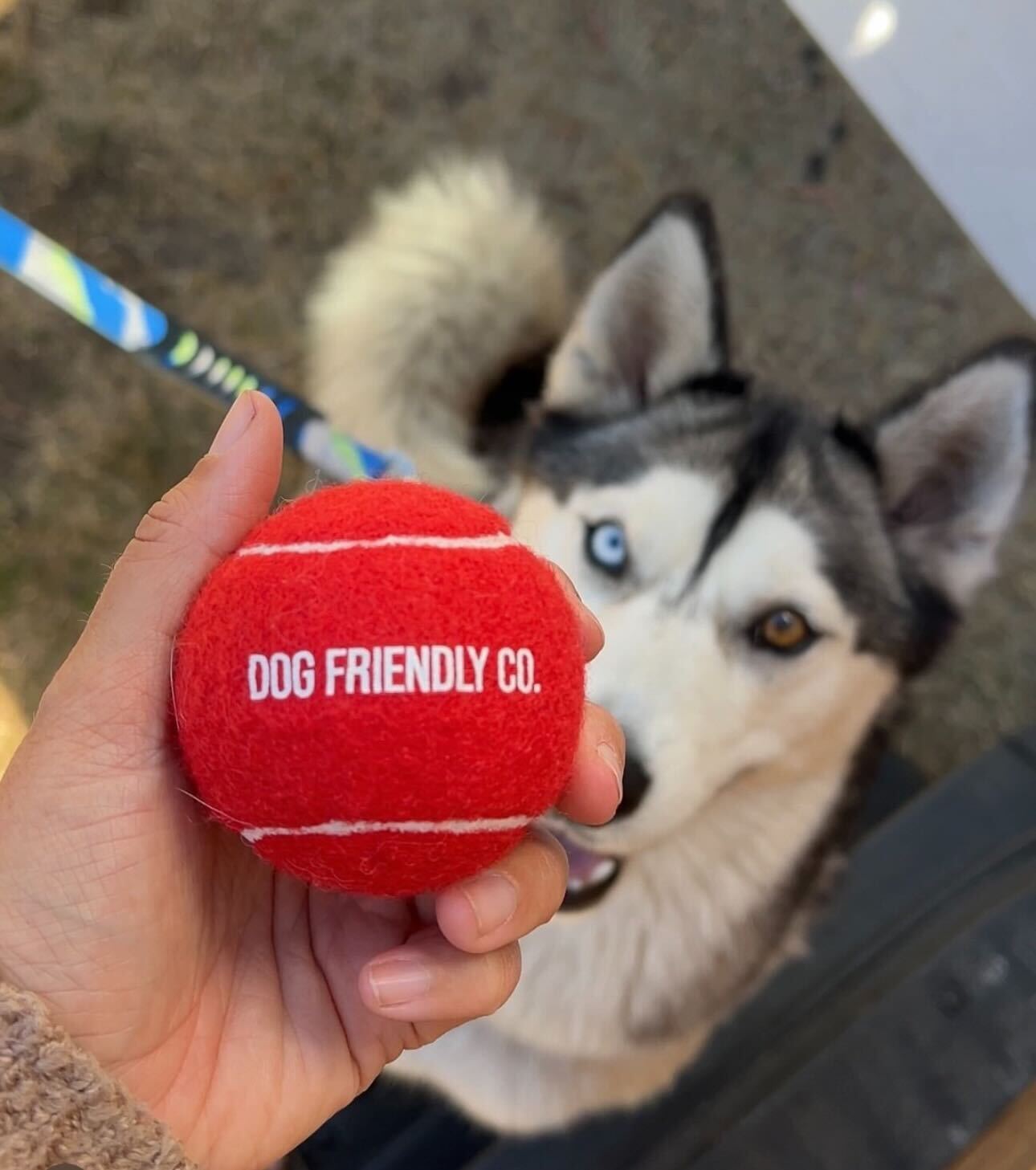 How to Wash Dog Toys | Dog Friendly Co. CA